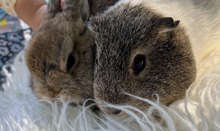 Pet Animals - Animals Take Over