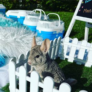 Animals Take Over - Animal Parties | School Workshops | Nurseries